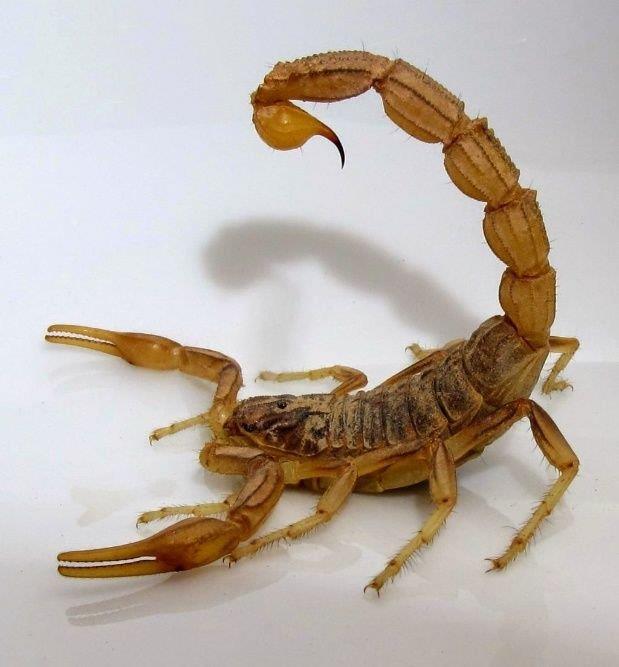 Invasión: las 4 claves para saber si un alacrán es venenoso o no - Big ...