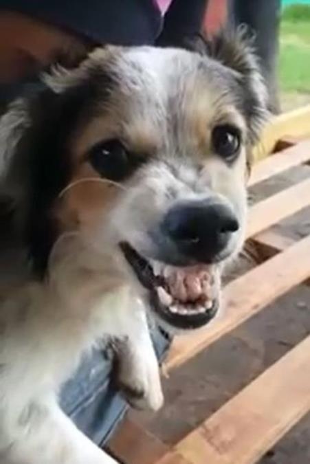 Rival de Balcarce: Tomi, el perro antimacrista que "odia" al Presidente ...