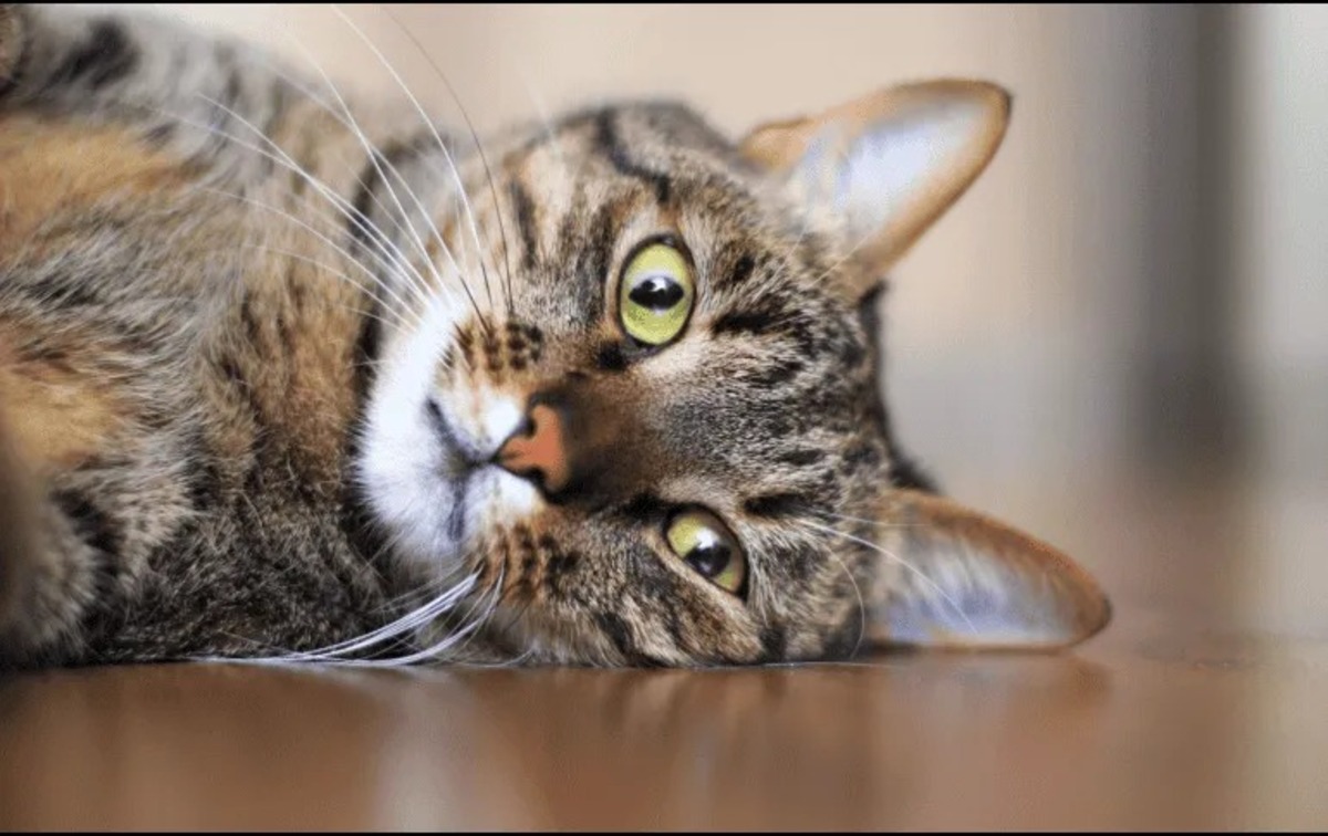 Sida felino en gatos: qué es el VIF, cómo se contagia y por qué no es ...
